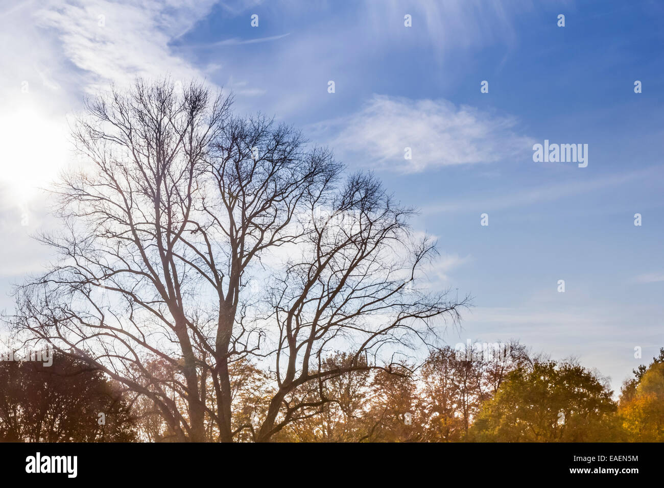 Leaveless tree with back light on a sunny autumn day Stock Photo - Alamy