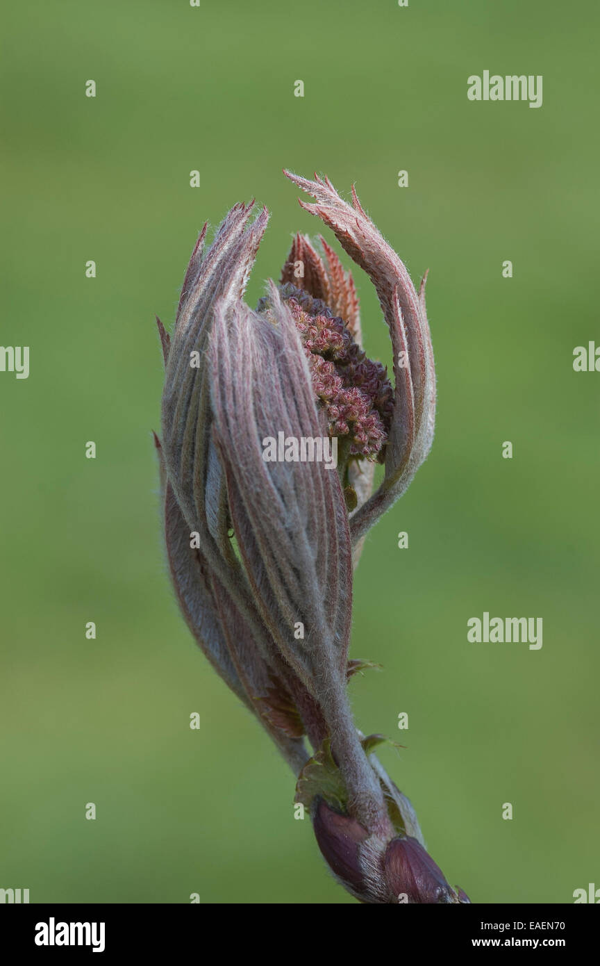 New leaves emerging from a bud in spring, isolated against a green ...