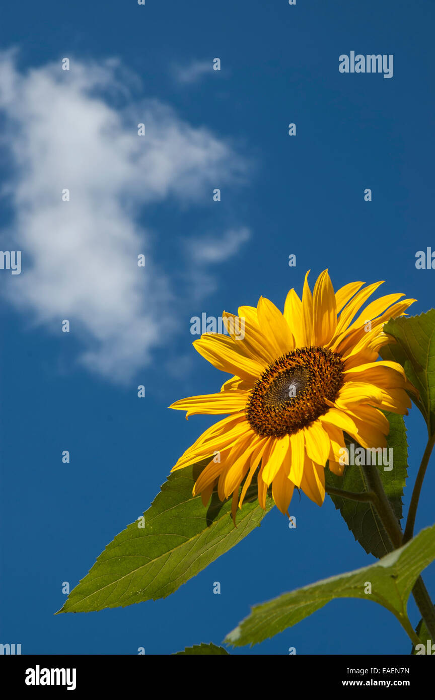 Big bright happy sunflower hi-res stock photography and images - Alamy