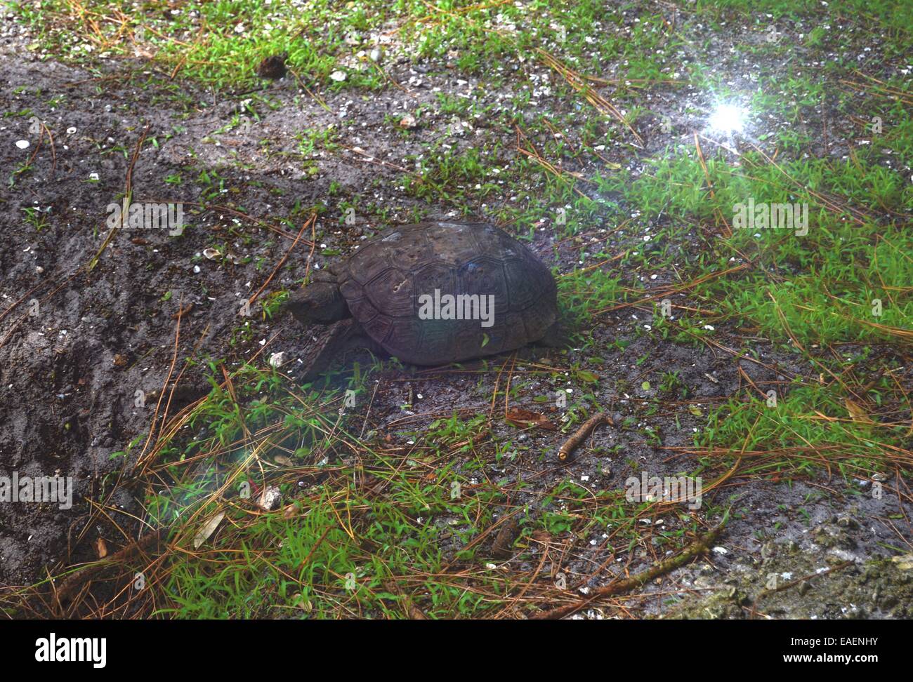 Beautiful view turtle on hi-res stock photography and images - Alamy