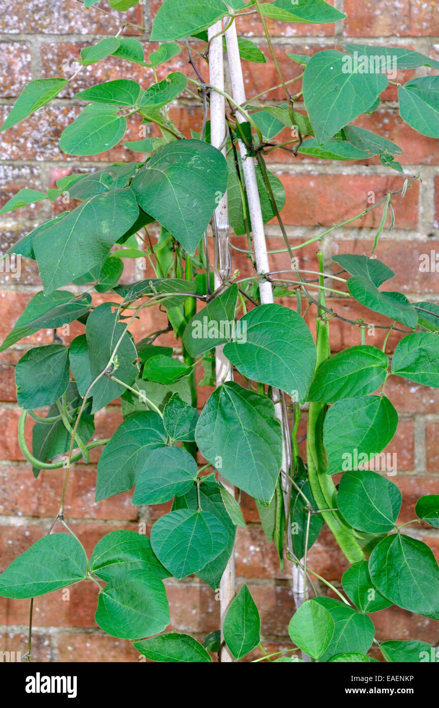Runner Beans growing on Plant in garden Stock Photo - Alamy