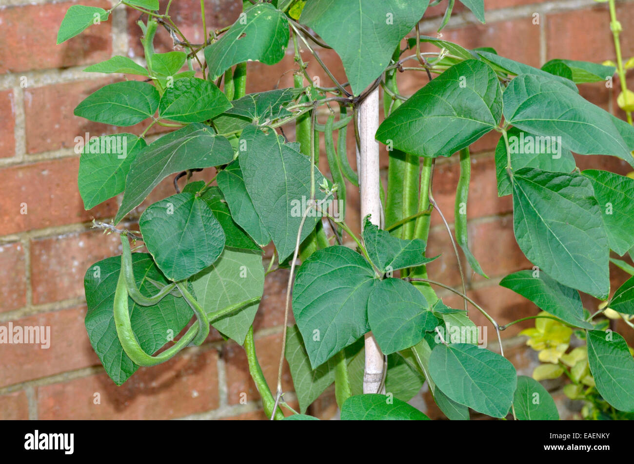 Runner Beans growing on Plant in garden Stock Photo - Alamy