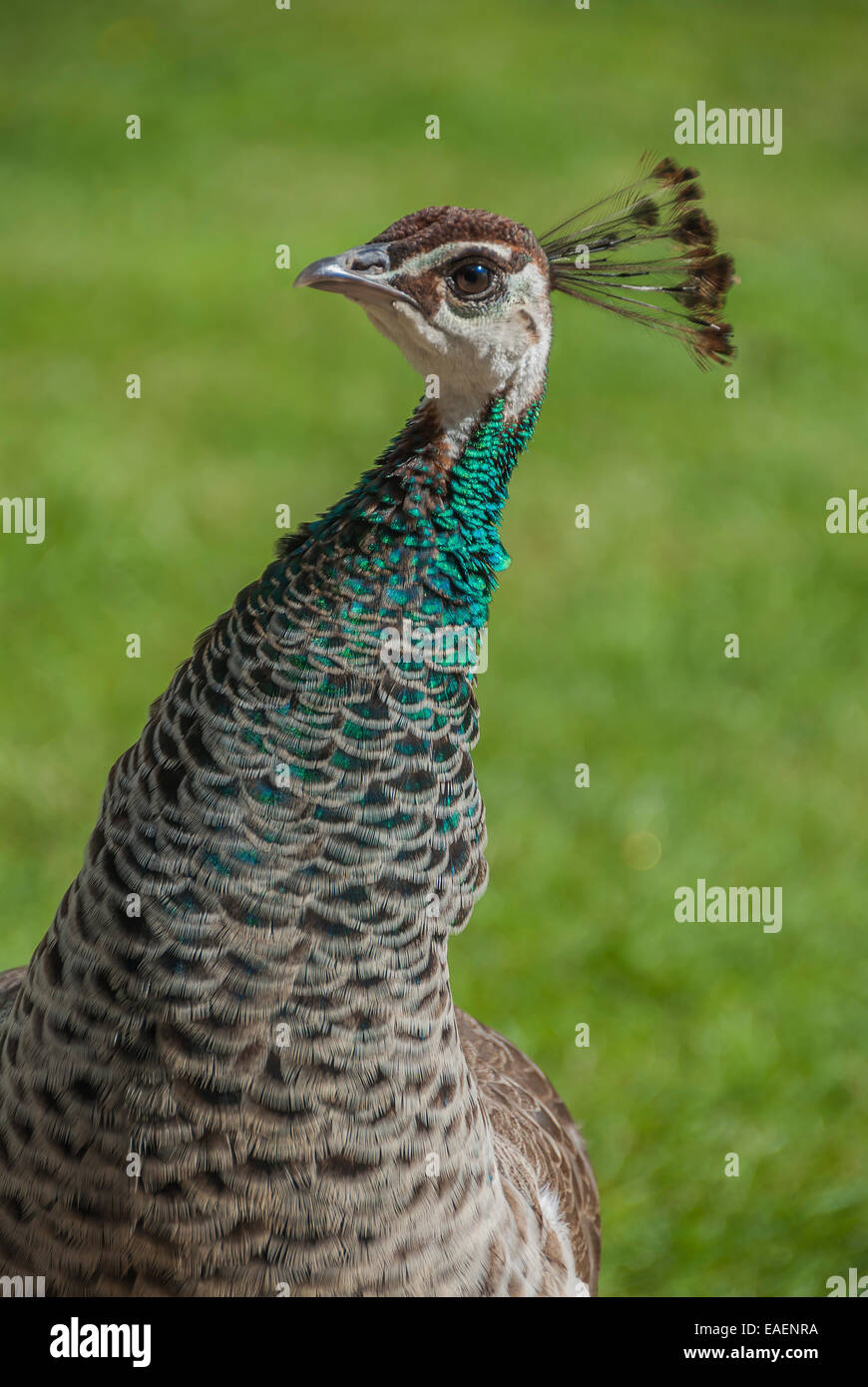 A closeup of a female, hen, peacock in the garden on the lawn Stock ...