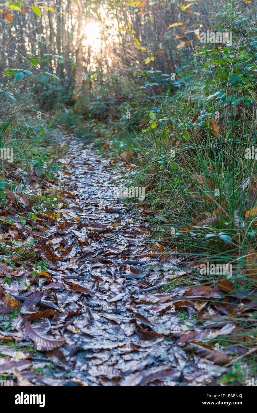 Sunny path covered with leaves hi-res stock photography and images - Alamy