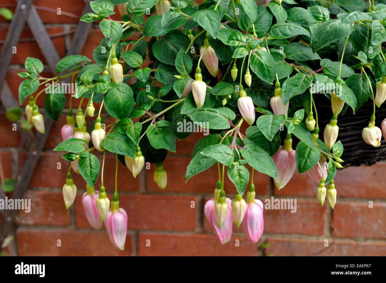 Pink trailing fuchsia hi-res stock photography and images - Alamy