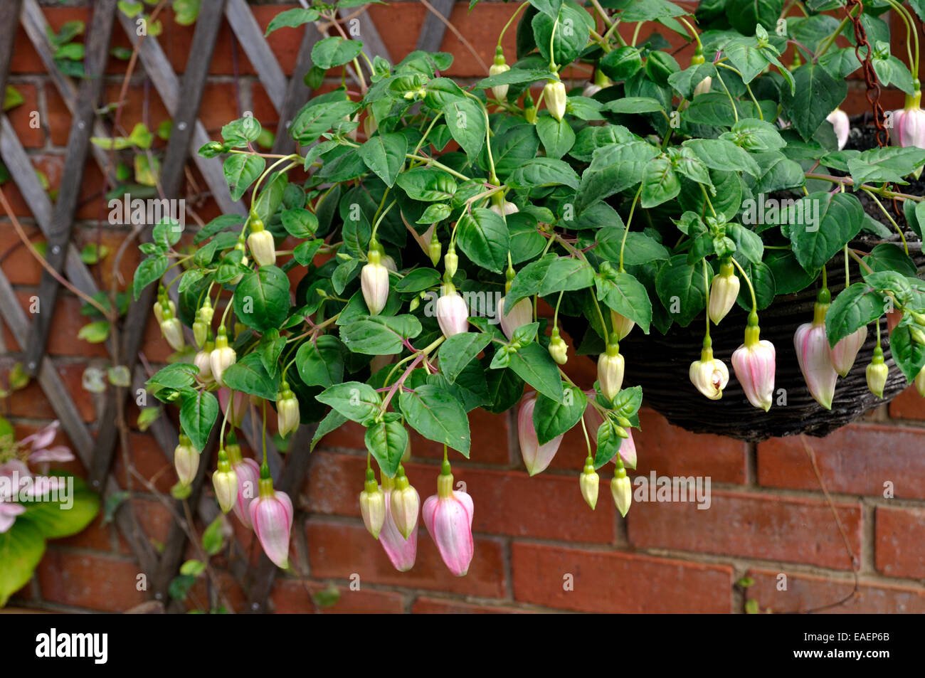 Trailing fuchsia hi-res stock photography and images - Alamy
