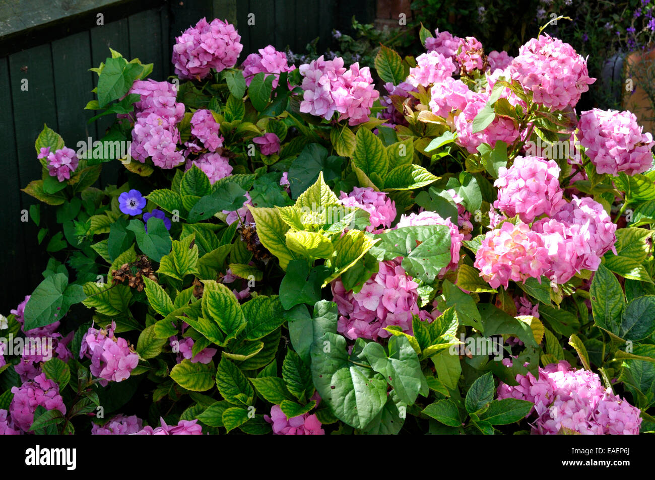 Pink Hydrangea macrophylla Flowering in Garden Stock Photo - Alamy