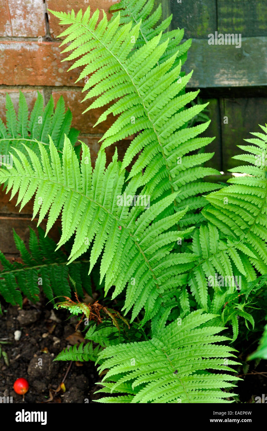 Shuttlecock fern in border hi-res stock photography and images - Alamy