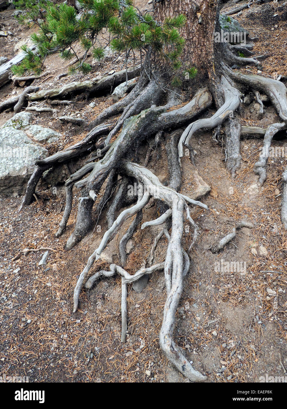 Tangle of exposed tree roots above ground hi-res stock photography and ...