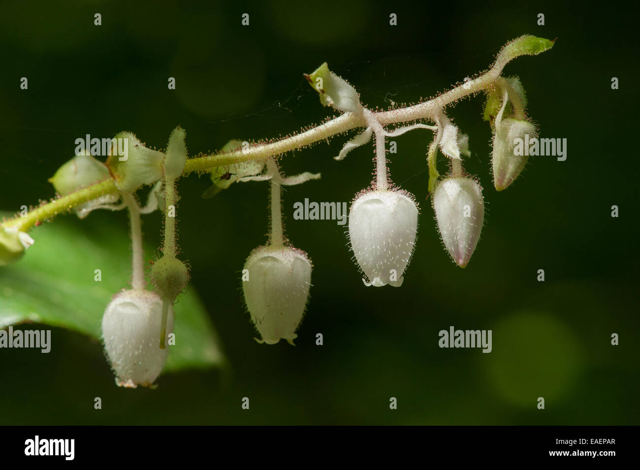 Salal (Gaultheria shallon), a very common forest ground cover on the ...