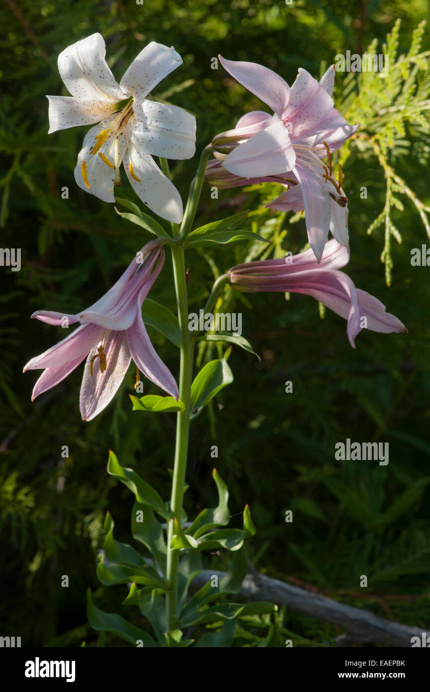 Washington Lily (Lilium washingtonianum) found in the Oregon Cascades ...