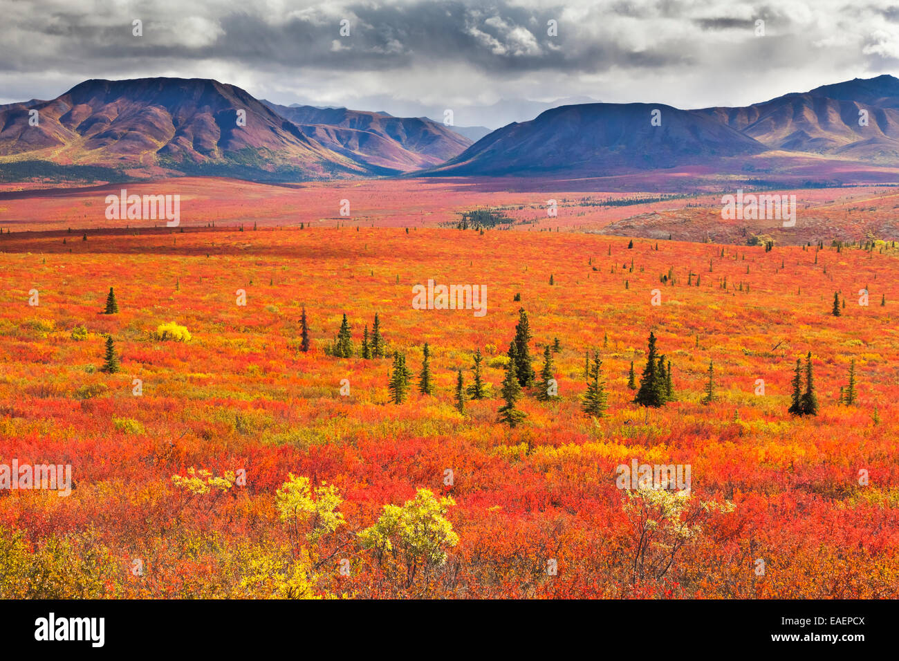 Tundra vegetation change hi-res stock photography and images - Alamy