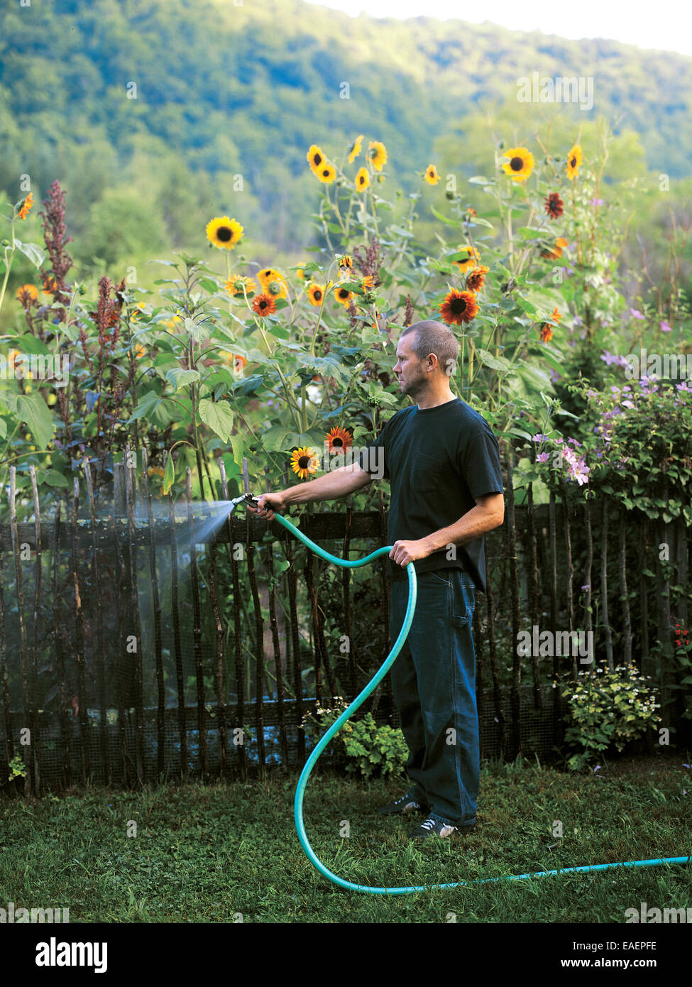 a man waters his garden with a hose Stock Photo - Alamy