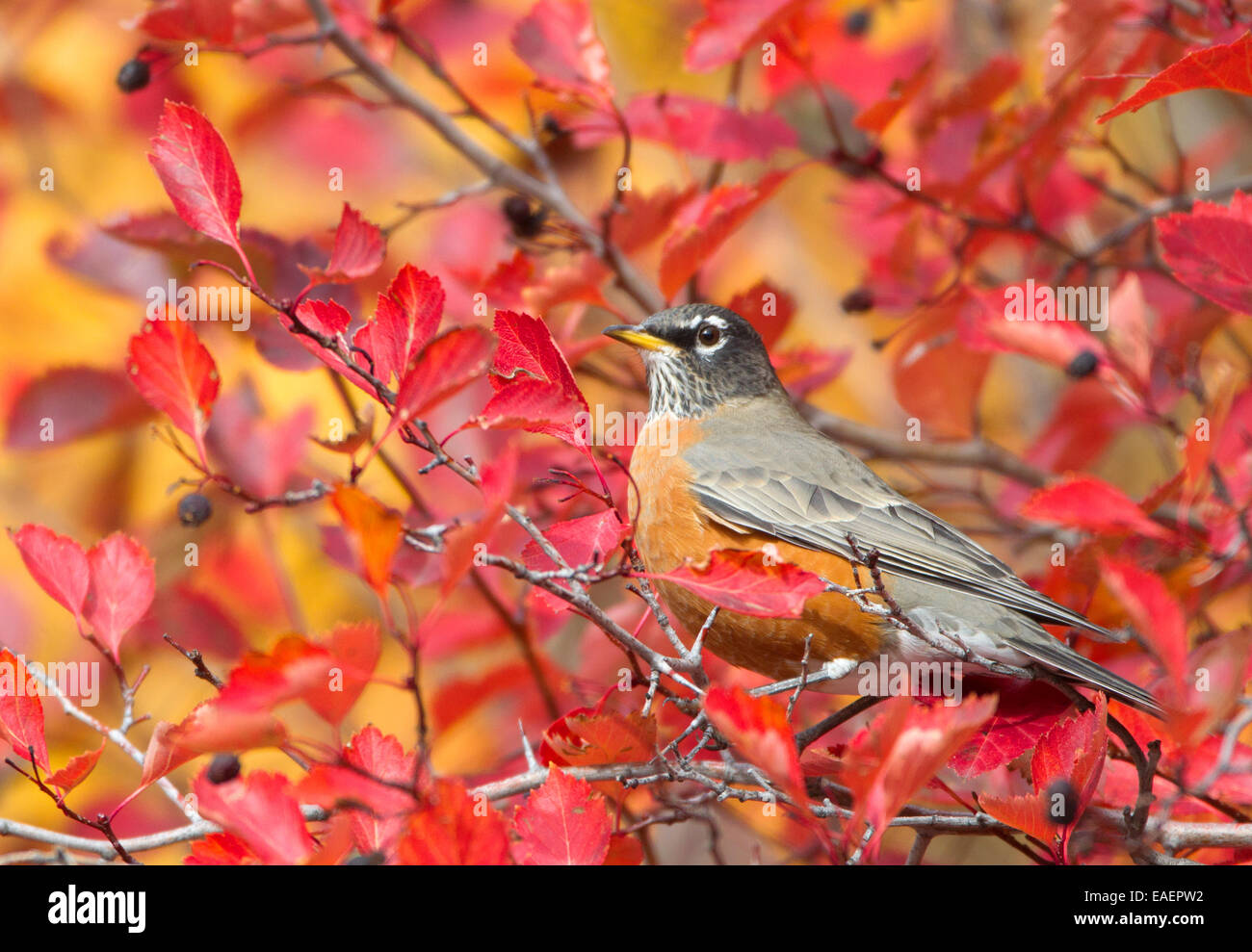 Robin in a tree hi-res stock photography and images - Alamy
