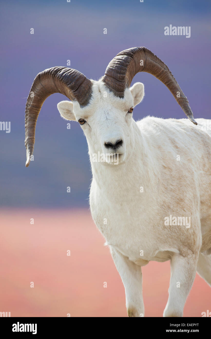 American ram hi-res stock photography and images - Alamy