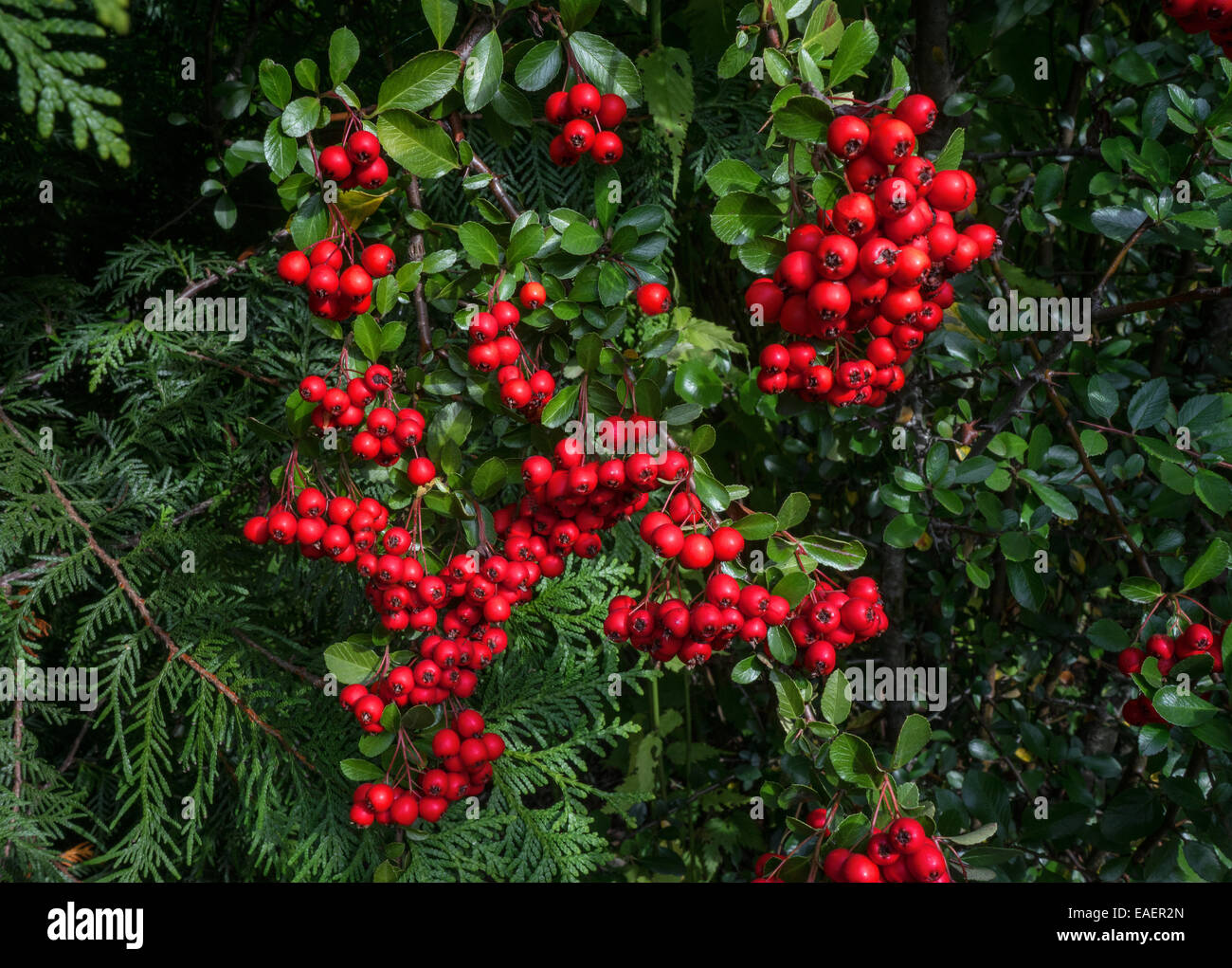 Pyracantha shrub hi-res stock photography and images - Alamy