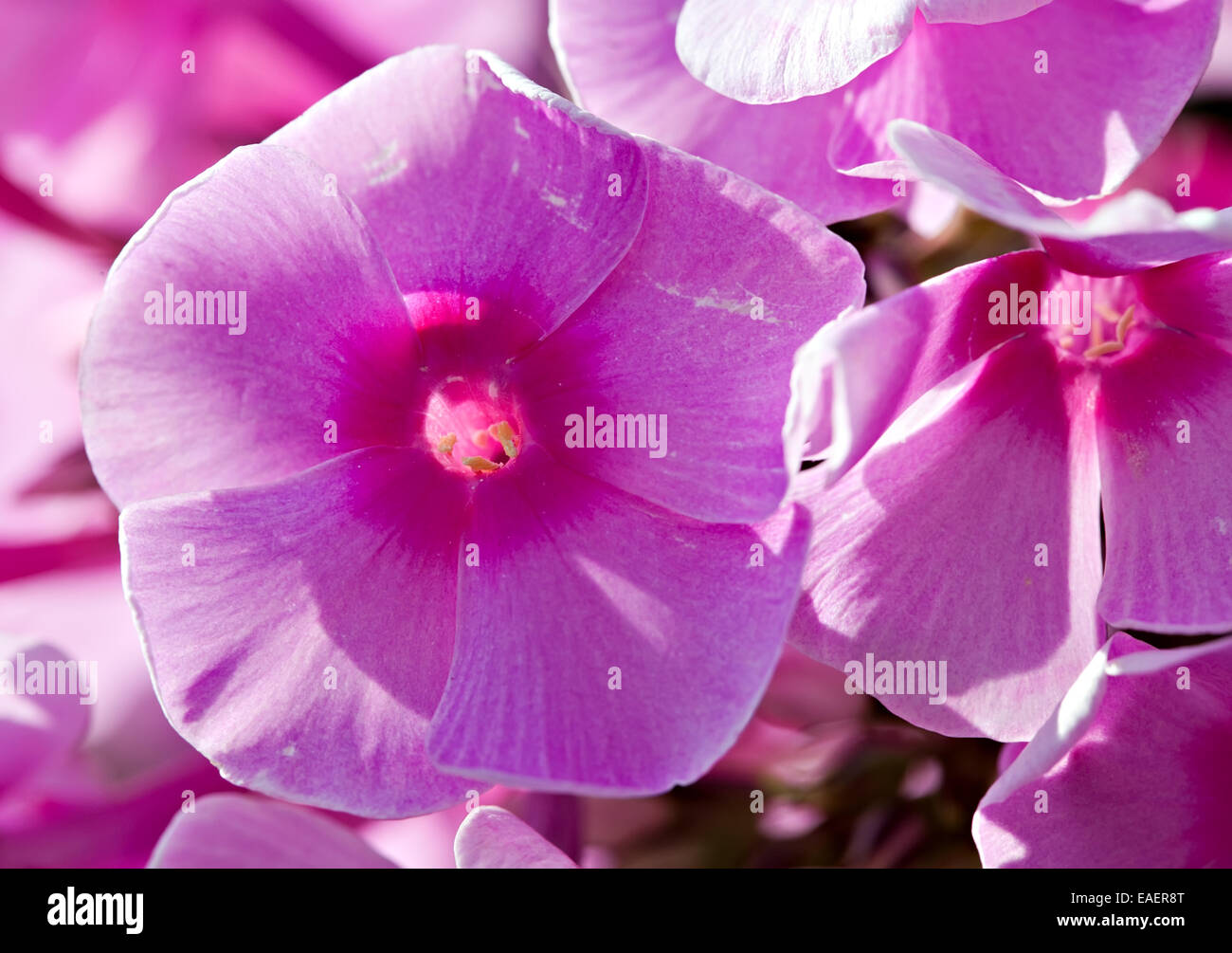 big phlox bunch flower closeup in the garden Stock Photo - Alamy
