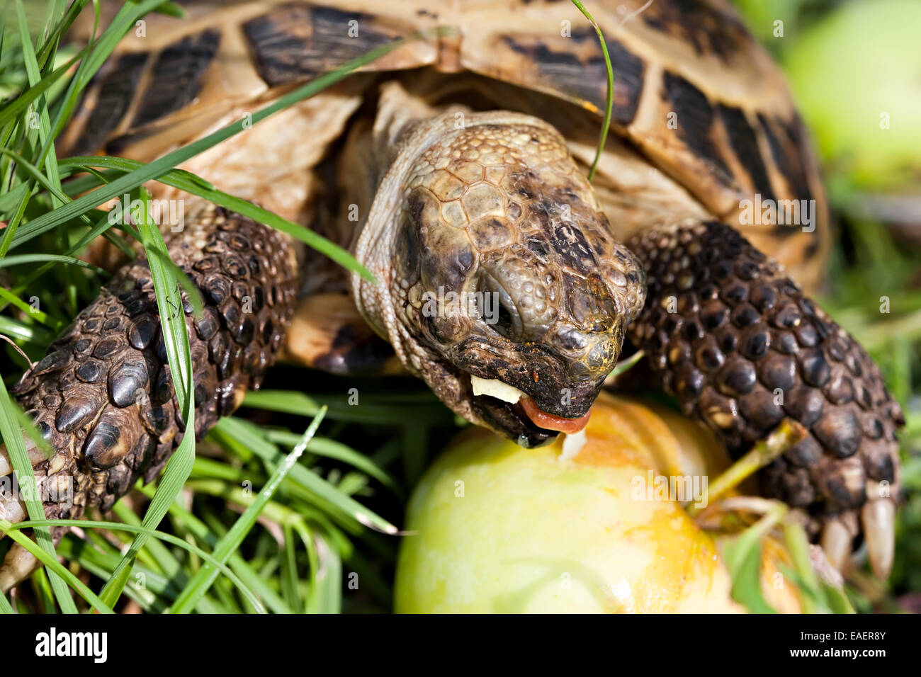 tortoise eating apple, head with open snout and red tongue closeup ...