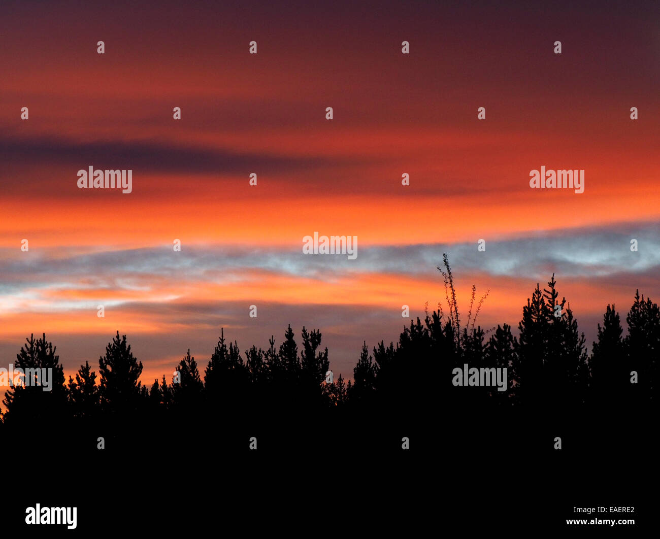 Red sky with trees hi-res stock photography and images - Alamy