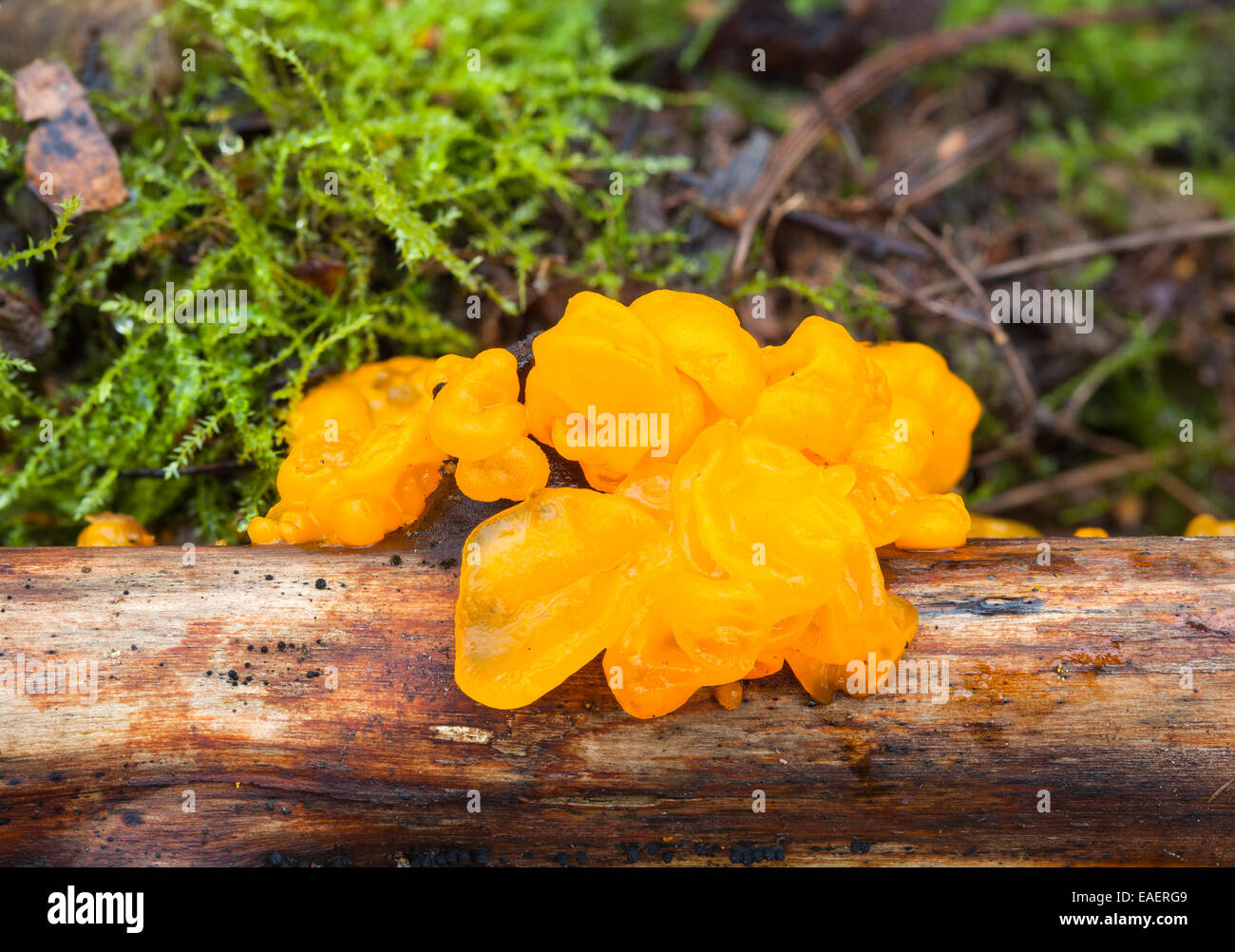 Witches' butter mushroom Stock Photo - Alamy