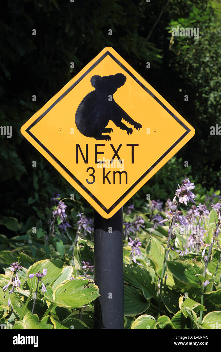 Sign for koala bears at Edinburgh Zoo for different animal enclosures ...