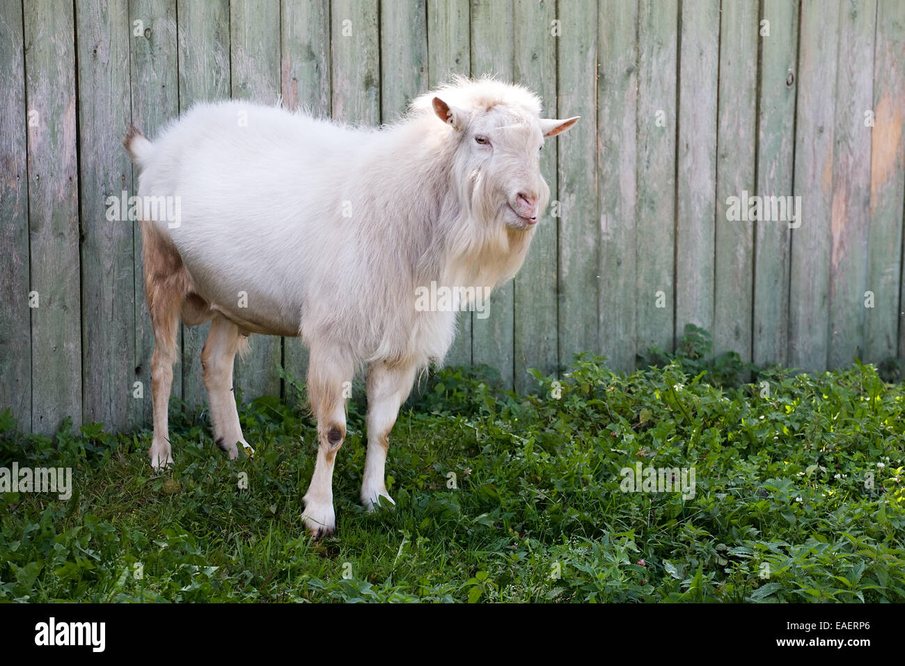 one white goat standing on mountain rock background Stock Photo - Alamy