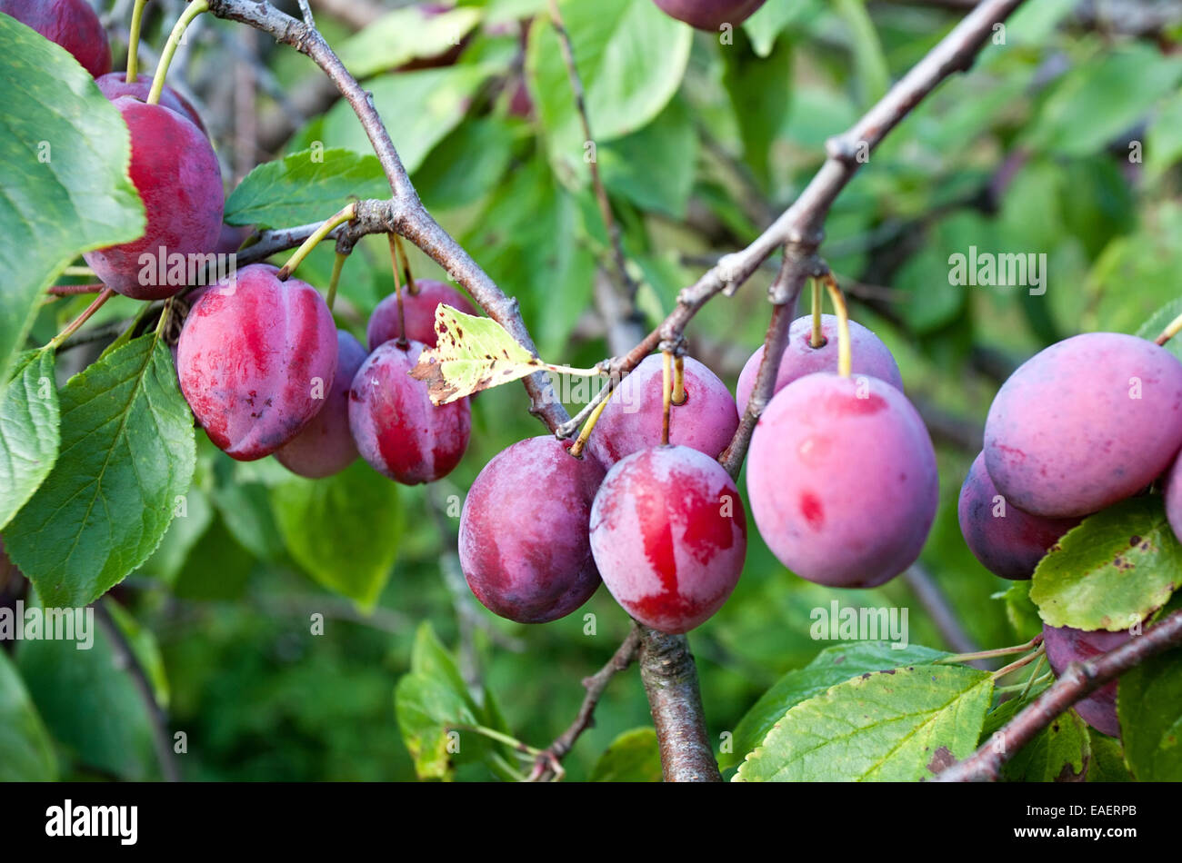 Plums green leaves hi-res stock photography and images - Alamy