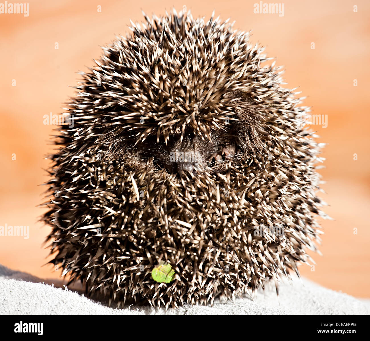 funny hedgehog ball with eyes and nose closeup Stock Photo - Alamy