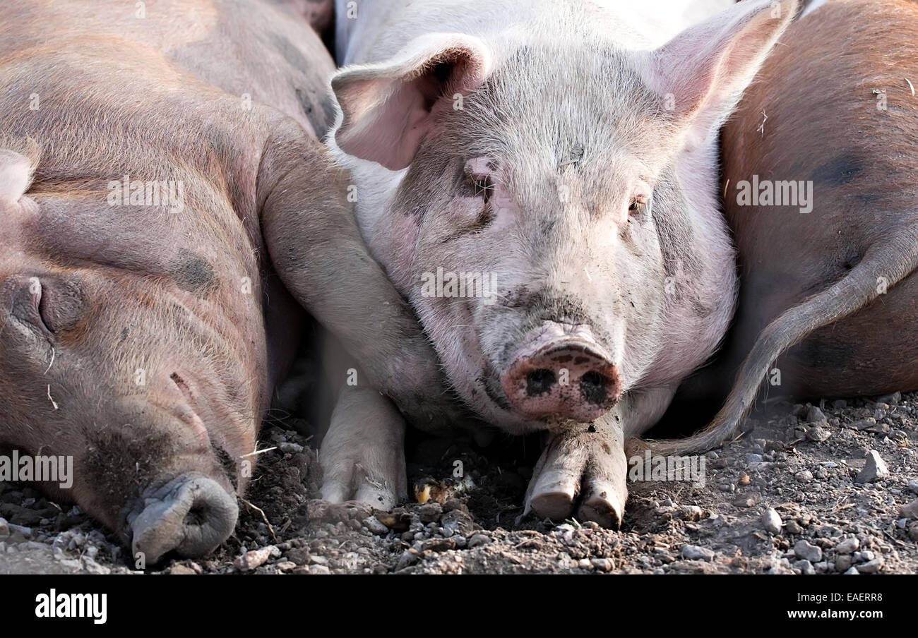 three big pigs laying together on the ground Stock Photo - Alamy