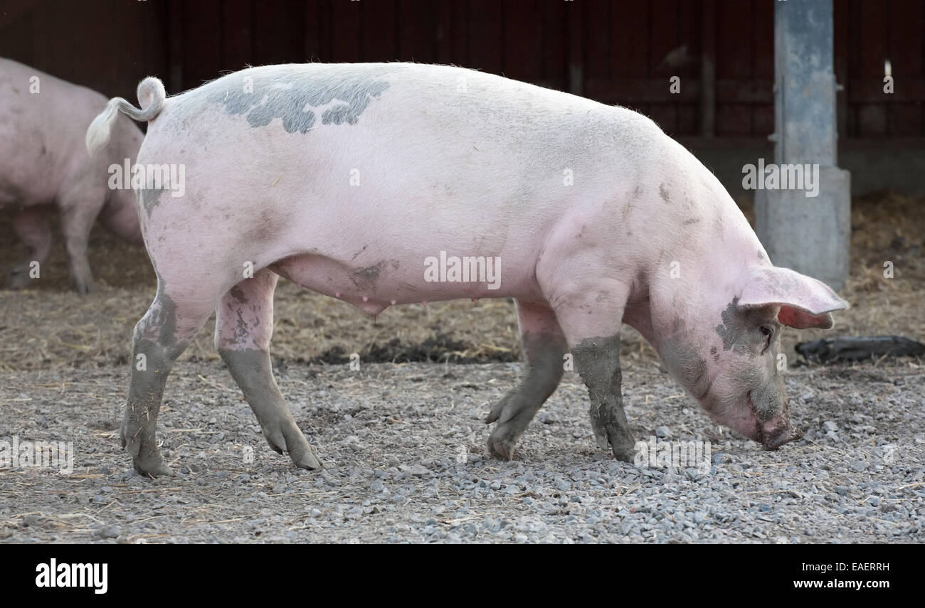 big pig full-length profile on animal farm background Stock Photo - Alamy