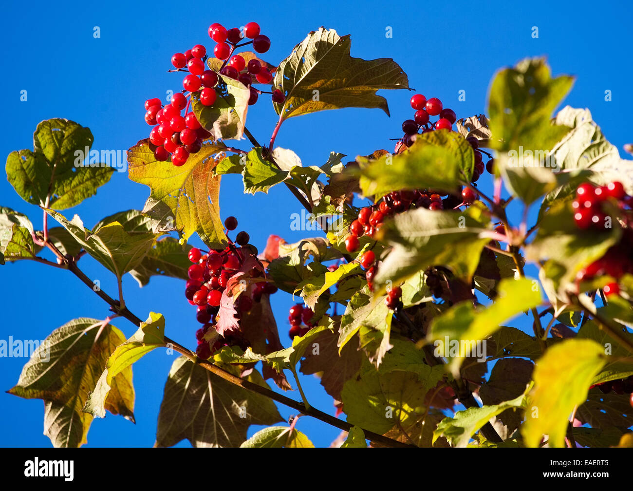 arrowwood red berries and tree branch on blue sky background Stock ...