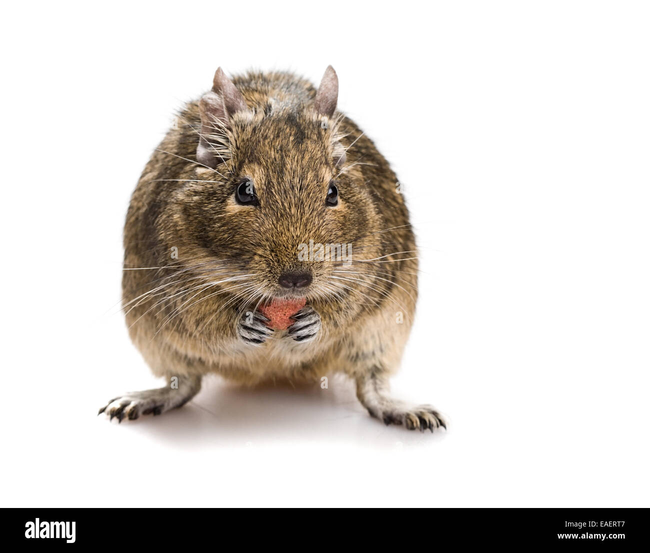 degu mouse gnawing pet food isolated on white background Stock Photo ...