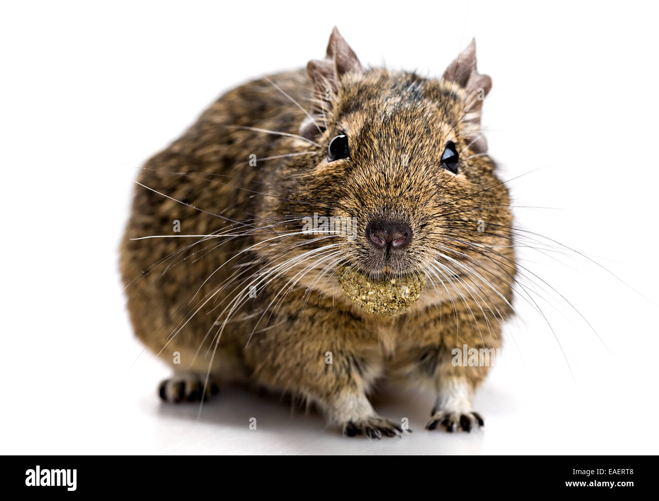 degu mouse with pet food in the mouth isolated on white background ...
