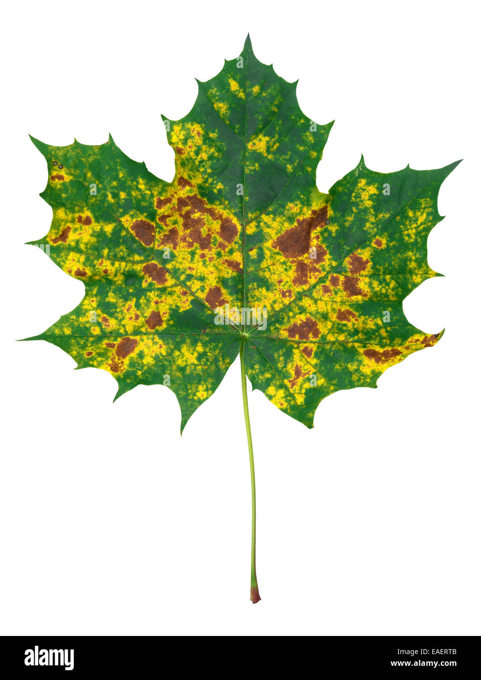 Maple green leaf Cut Out Stock Images & Pictures - Alamy