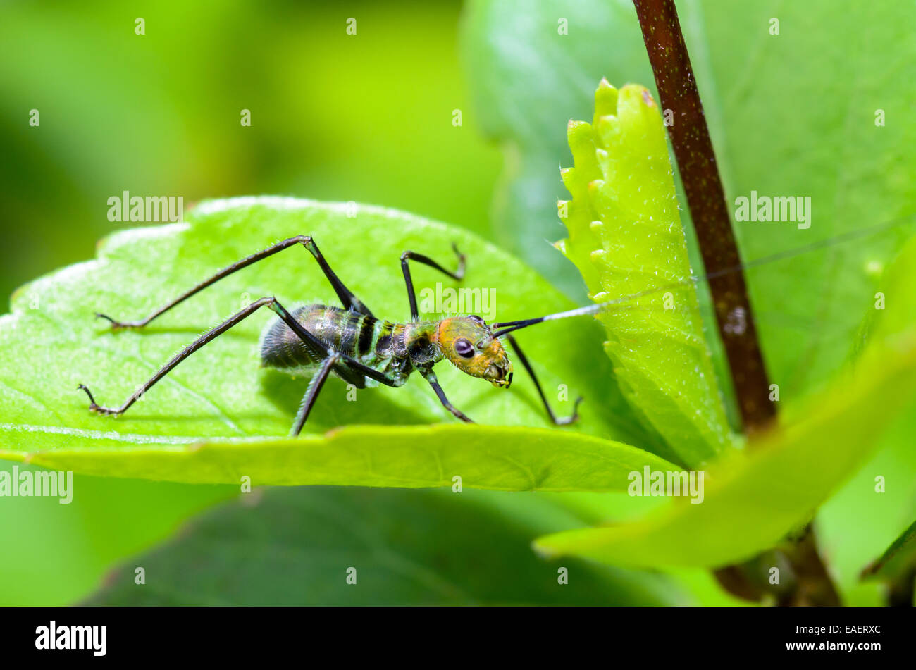 Tiny Ant Mimic Cricket Nymph on the foliage ( Macroxiphus Stock Photo ...