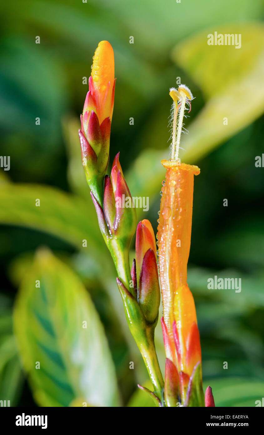 Close up flowers of Sanchezia Speciosa or Sanchezia Nobilis Stock Photo ...