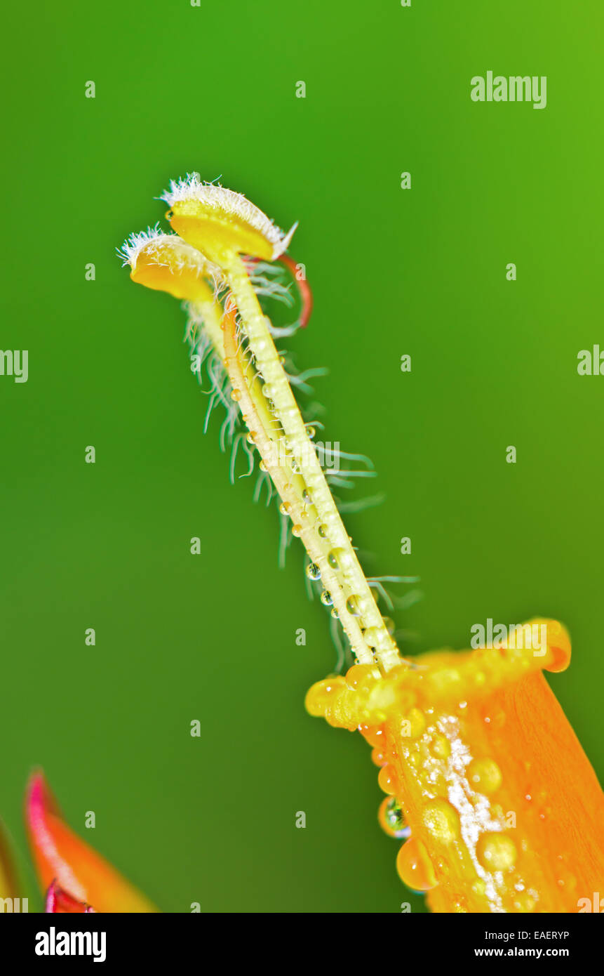 Close up flowers of Sanchezia Speciosa or Sanchezia Nobilis Stock Photo ...