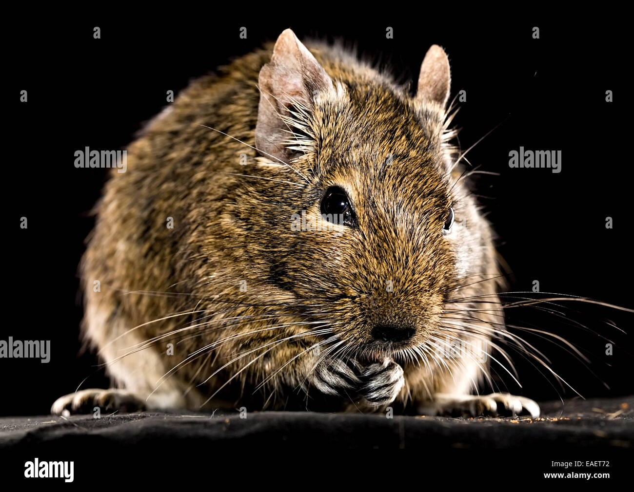 Mouse Gnawing High Resolution Stock Photography and Images - Alamy