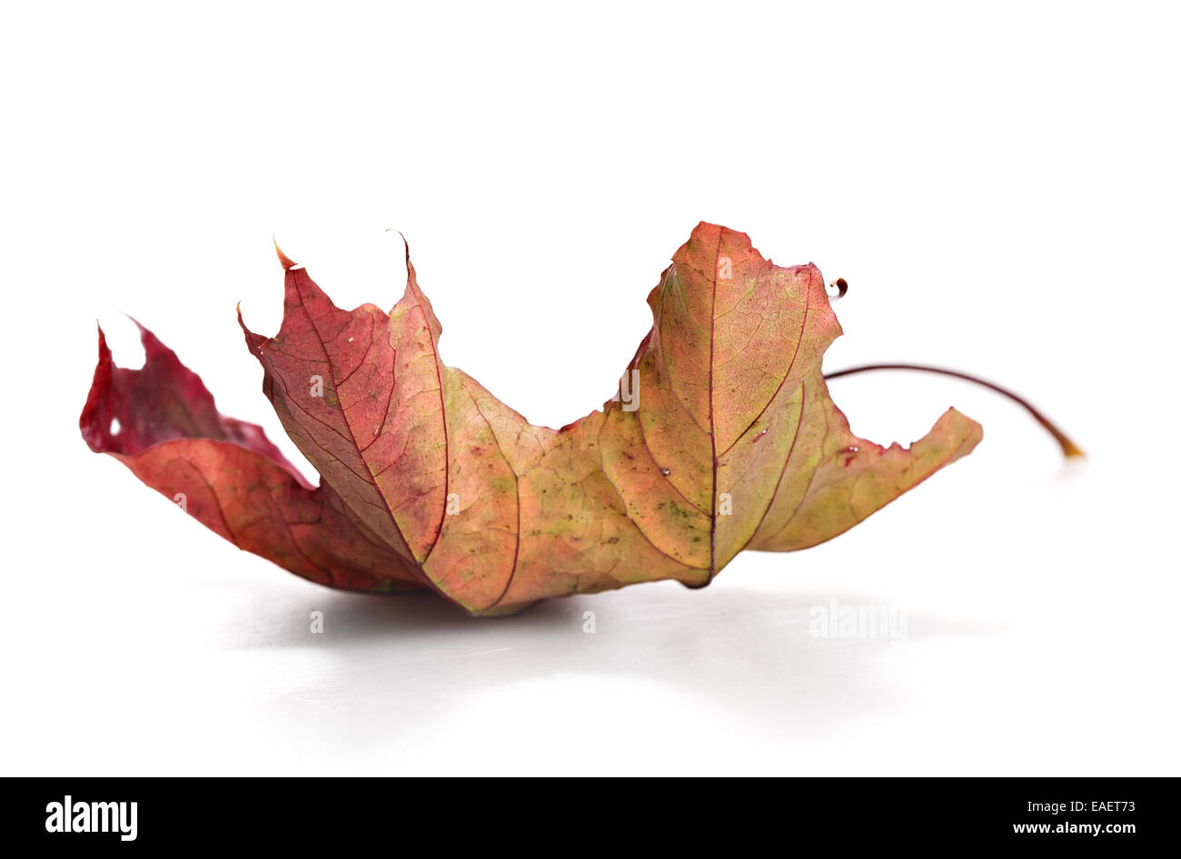 dry maple leaf isolated on white background Stock Photo - Alamy