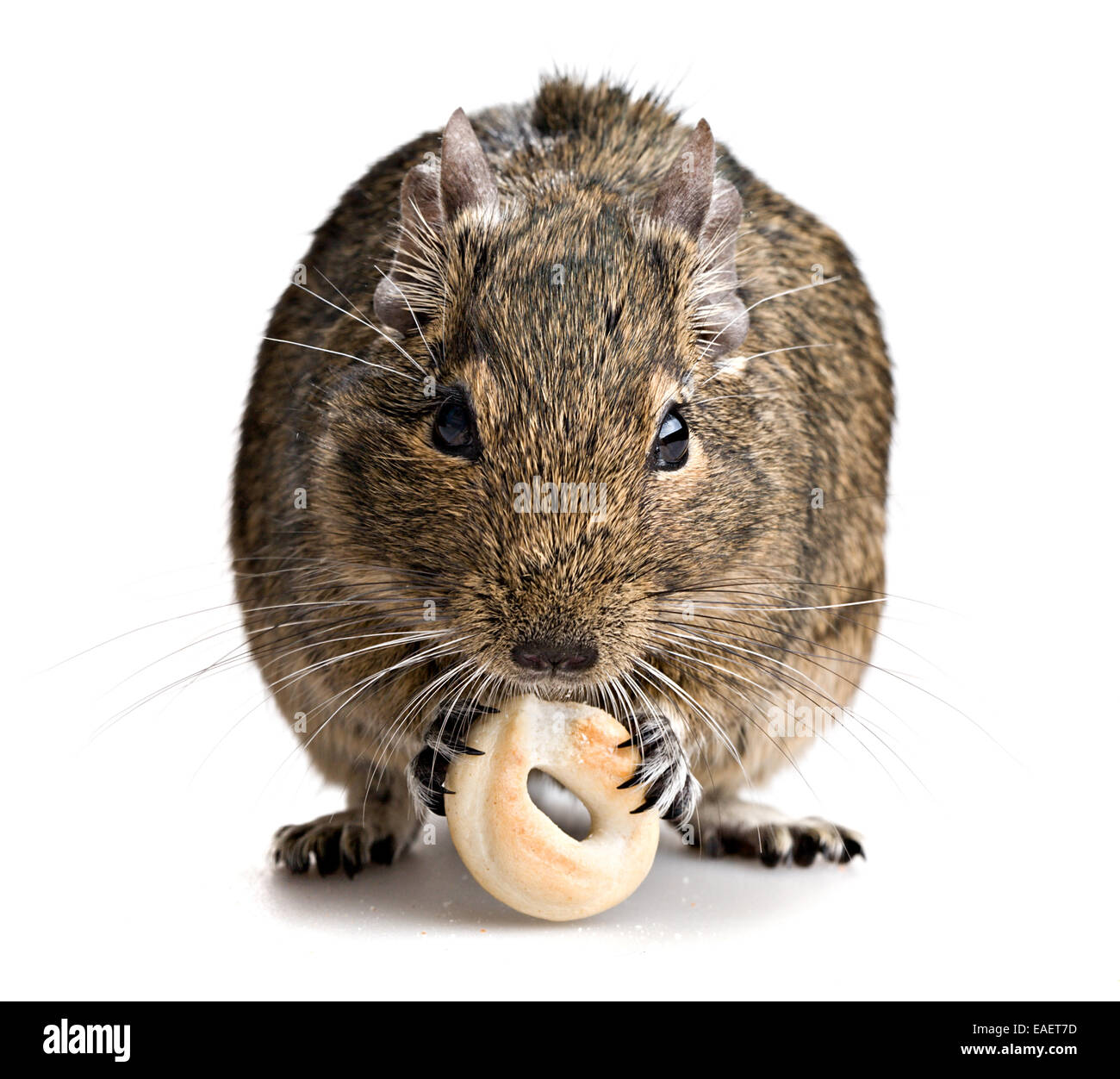 Mouse Gnawing High Resolution Stock Photography and Images - Alamy