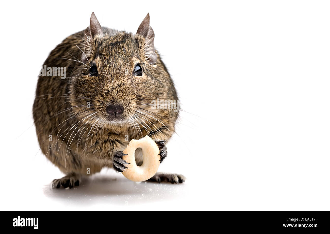 degu mouse gnawing bake isolated on white background Stock Photo - Alamy