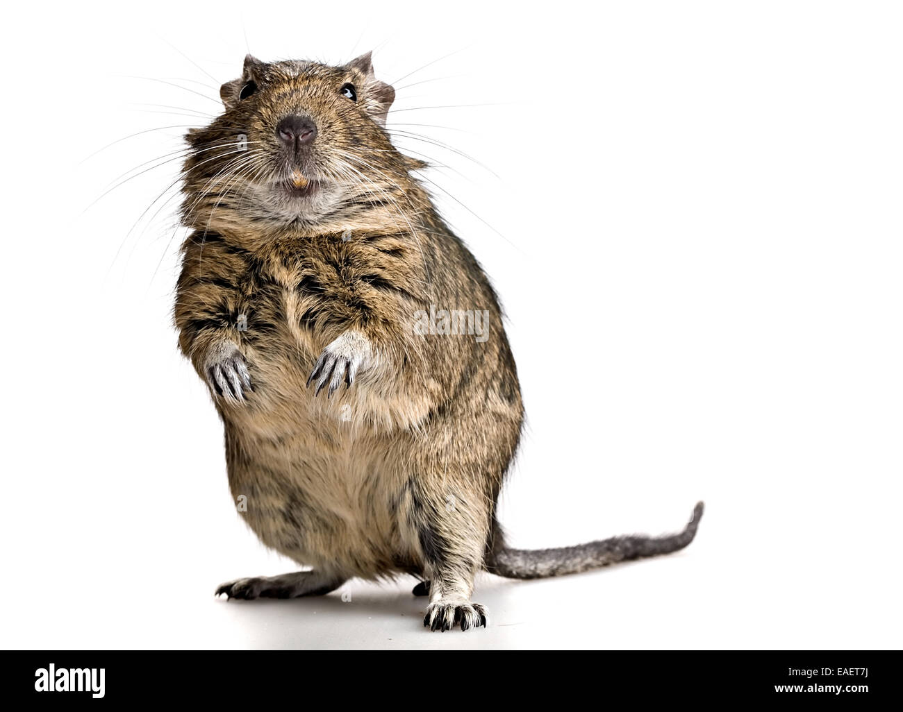 funny pet degu mouse with yellow teeth standing lake a gopher isolated ...