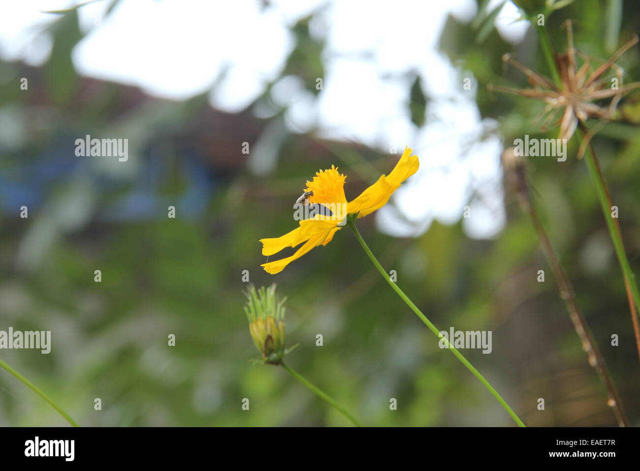 Flower yellow japan outdoors hi-res stock photography and images - Alamy