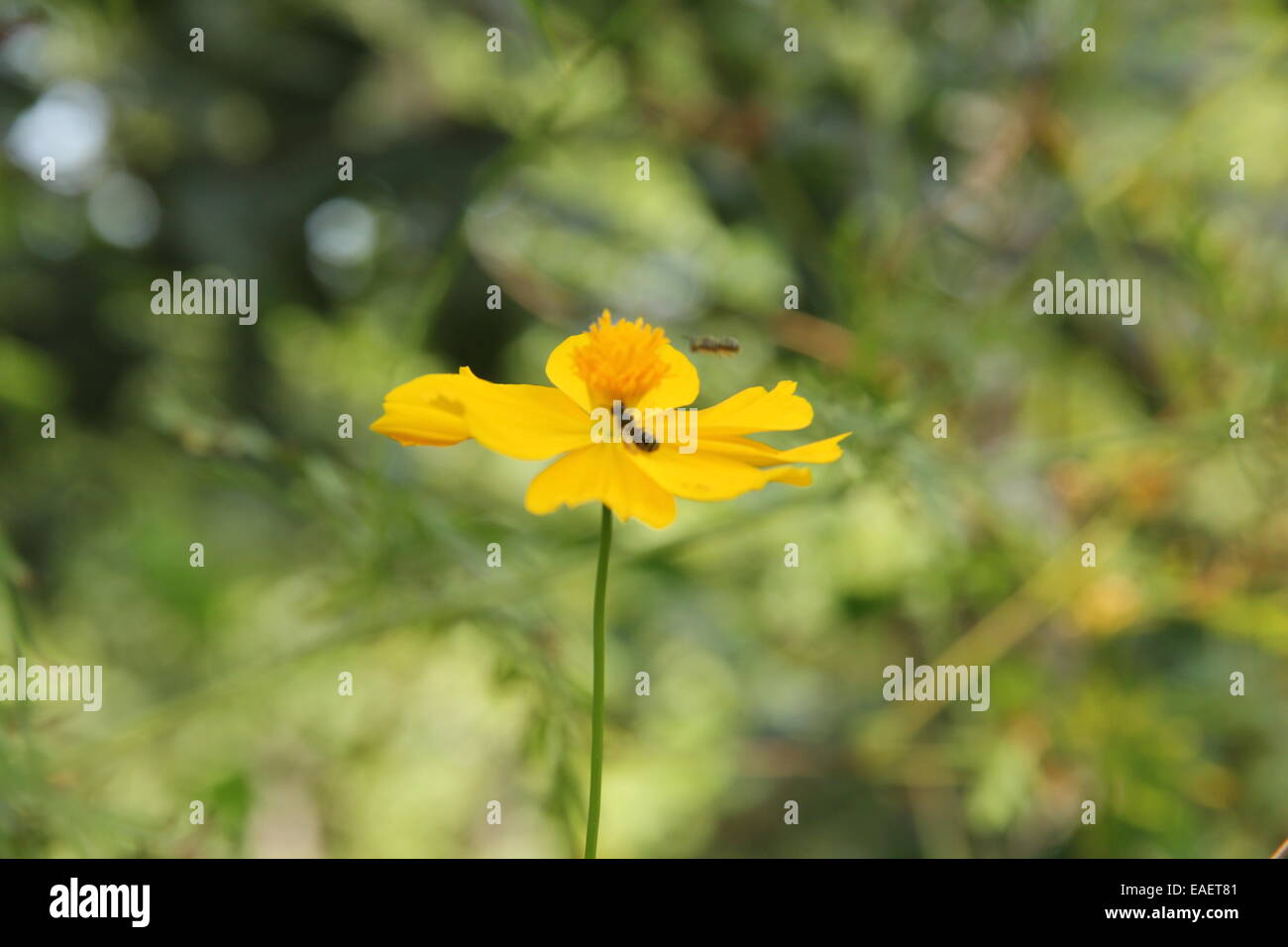 Flower yellow japan outdoors hi-res stock photography and images - Alamy