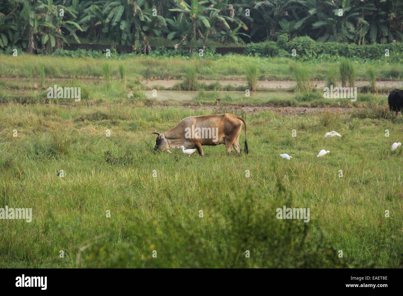 Cow with Birds - Kerala Nature Stock Photo - Alamy