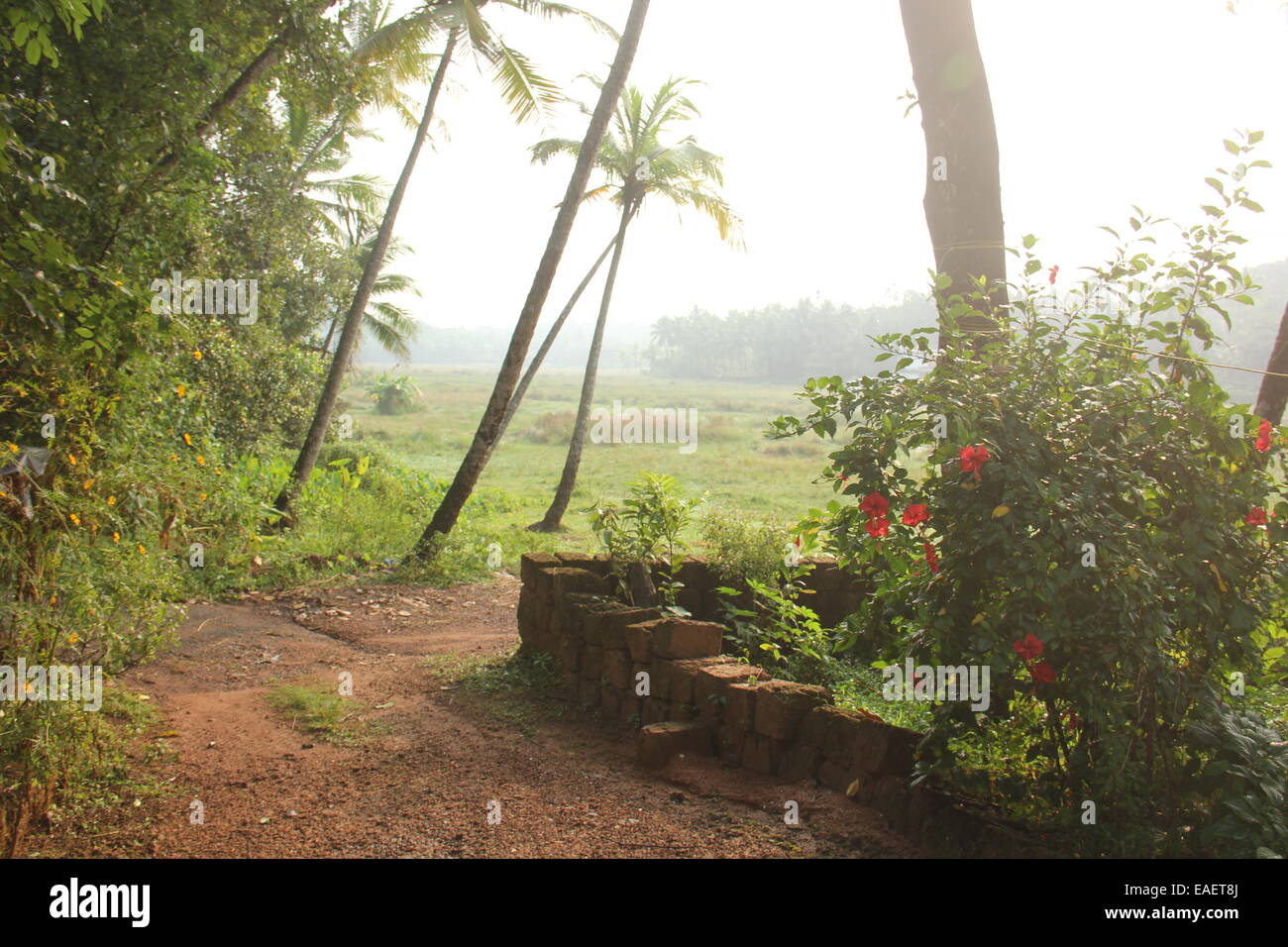 Good morning nature hi-res stock photography and images - Alamy