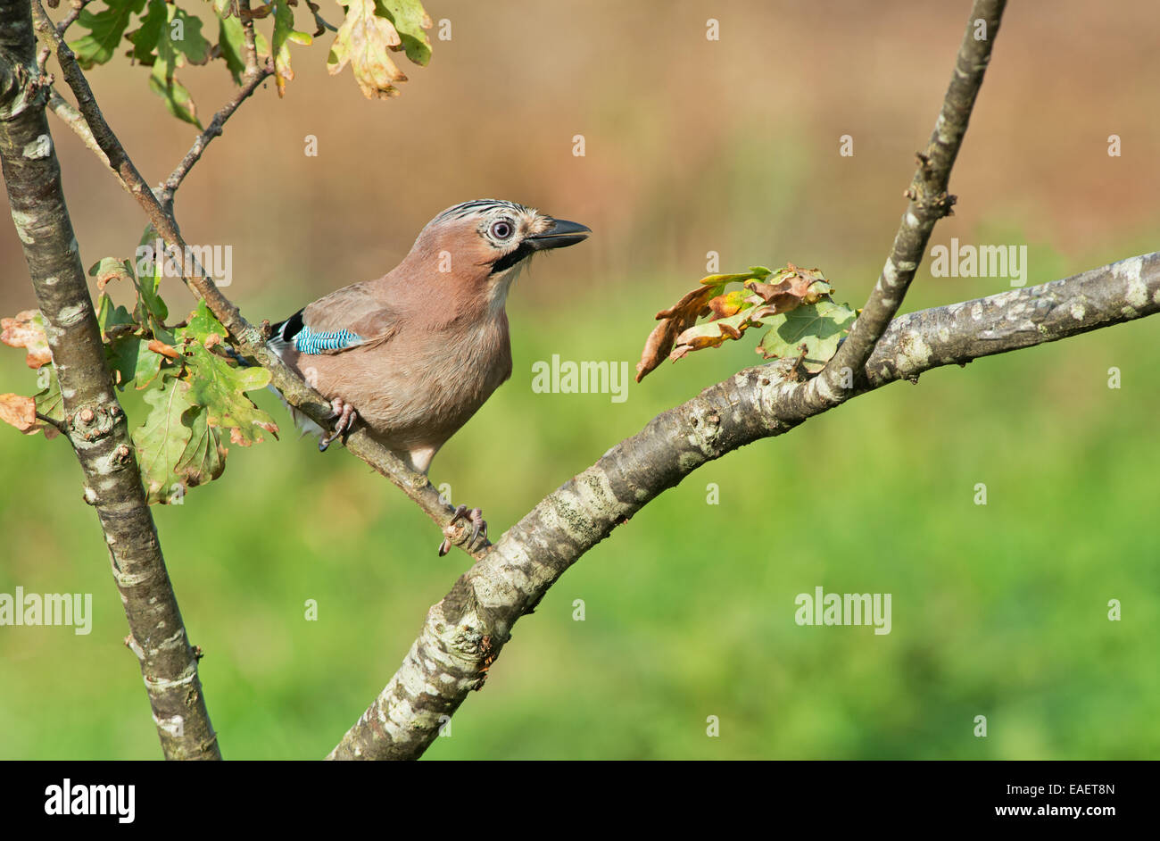 Jay bird oak hi-res stock photography and images - Alamy