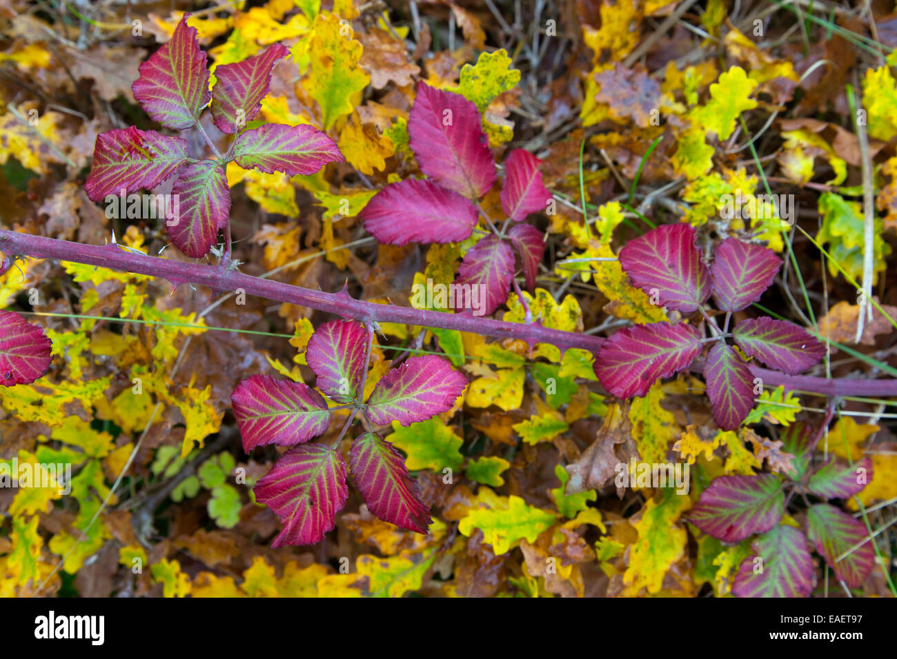 Bramble leaves Rubus fruticosus changing colour changing colour in ...