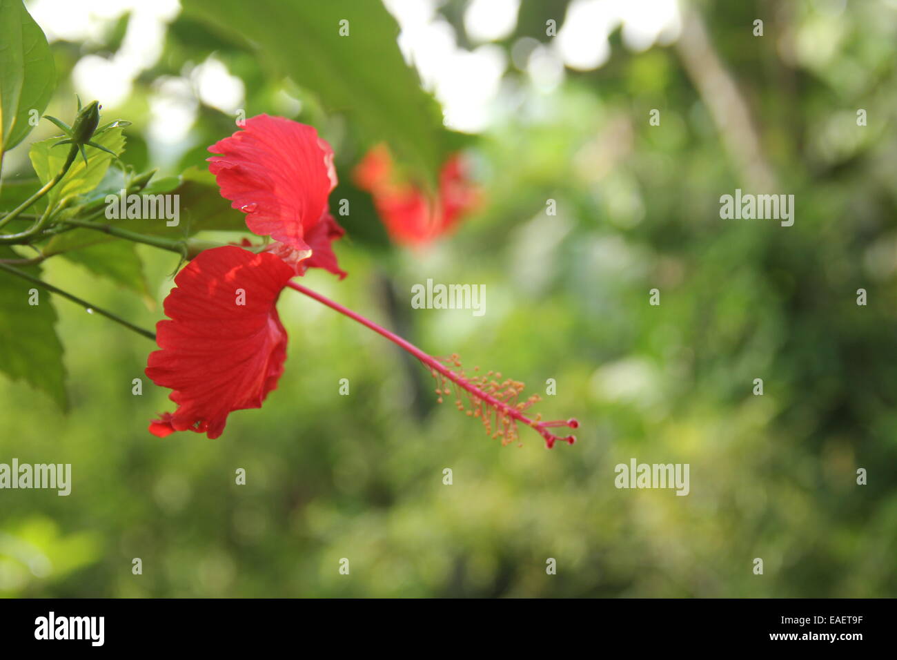 Flower of Kerala Stock Photo - Alamy