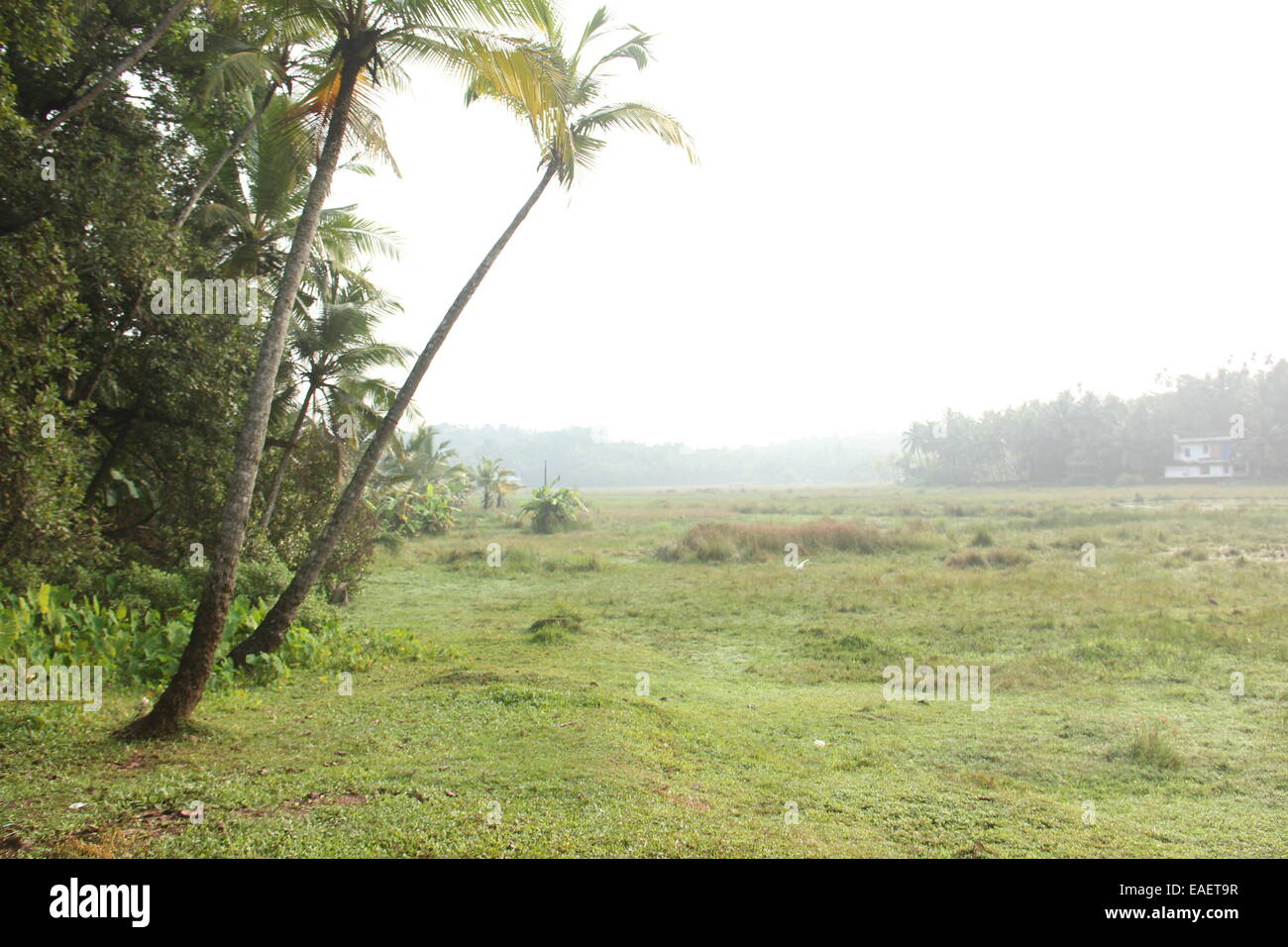 Flooded [rice paddy] kerala hi-res stock photography and images - Alamy
